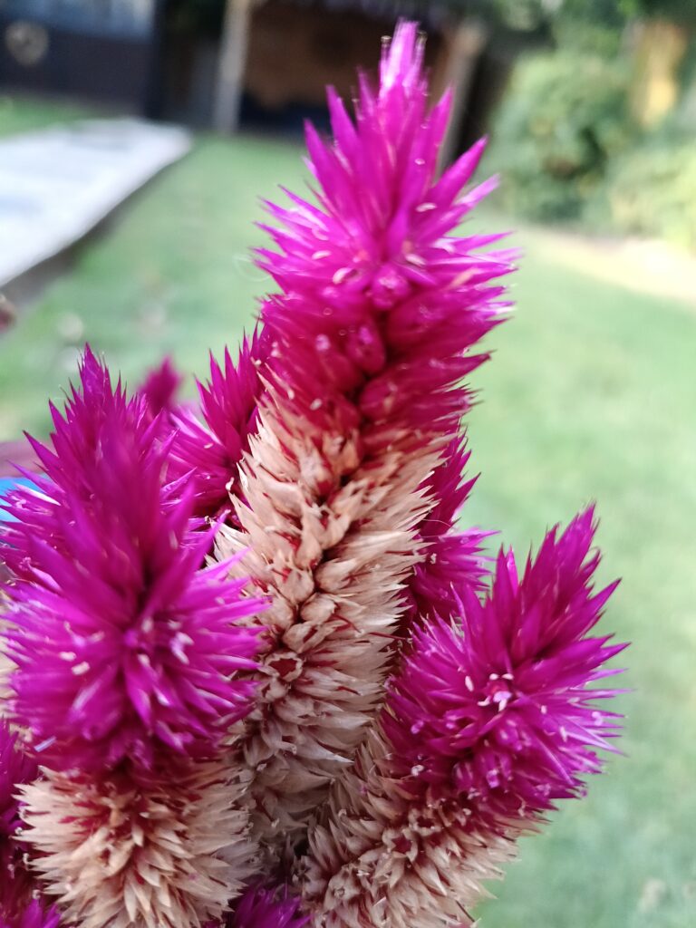 TCL 50 5G Review – A Budget Friendly 5G Handset - What Gadget